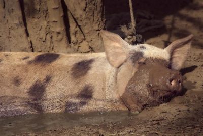 How to Raise Hogs to be Happy and Naturally Healthy - Countryside